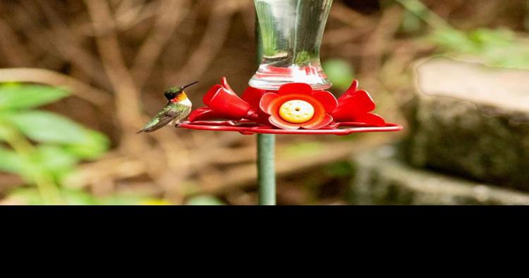 Light and fast: what to know about hummingbirds