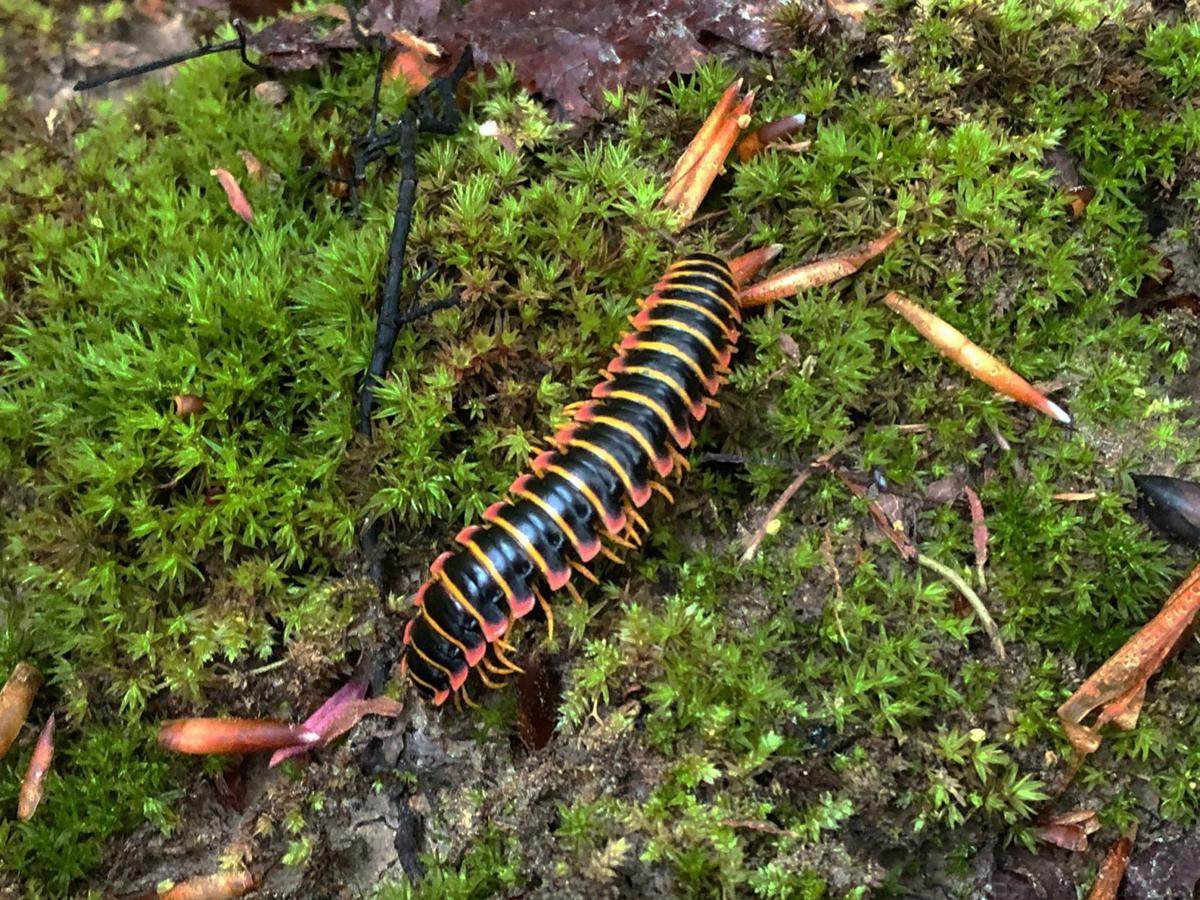 EDITORIAL: Cherry millipede tacos? No thanks!