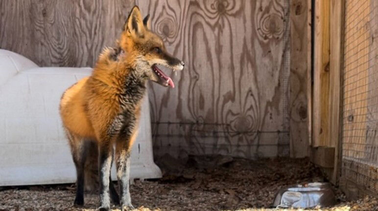 Patient of the week: fox caught in trap in Arlington treated, released ...