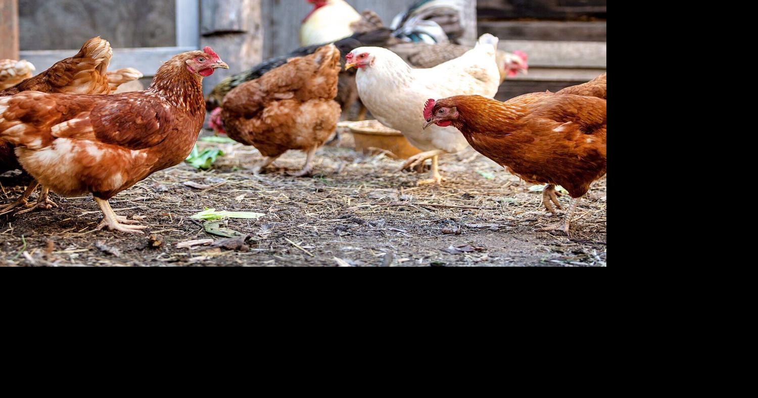 Culpeper County planning commission: no chickens in residential areas