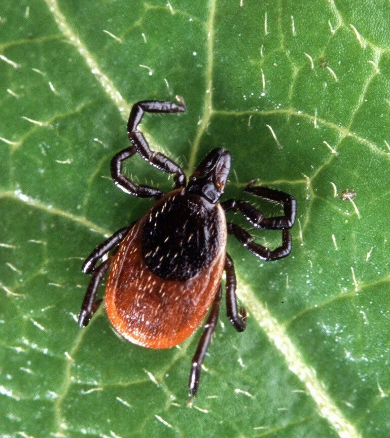 Tick season is worse this year. How to stay safe