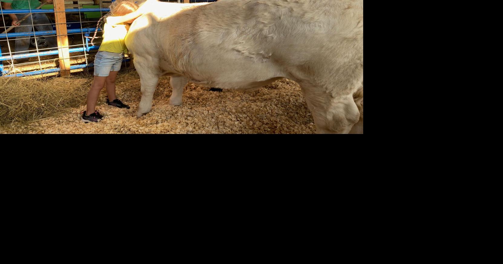 'We work hard for it'—4H youth excel at Culpeper-Madison-Rappahannock Farm Show