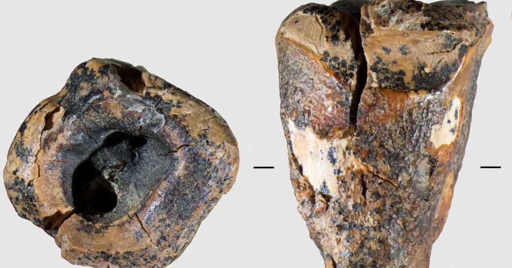 Tooth from Siberian cave reveals Neanderthal dental surgery