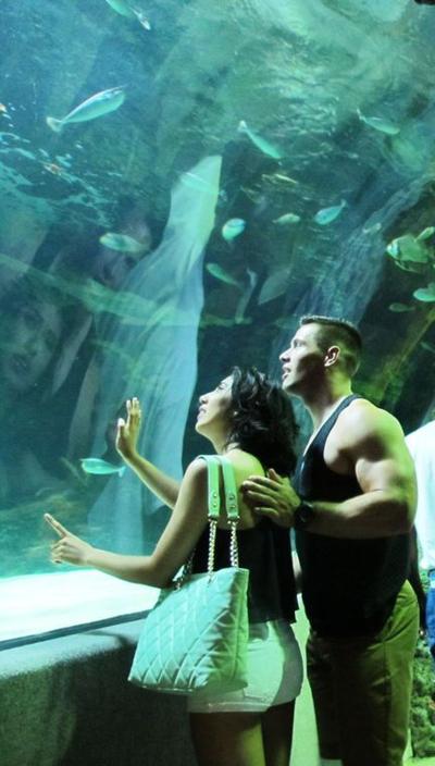 Take a summertime dolphin adventure at the Virginia Aquarium