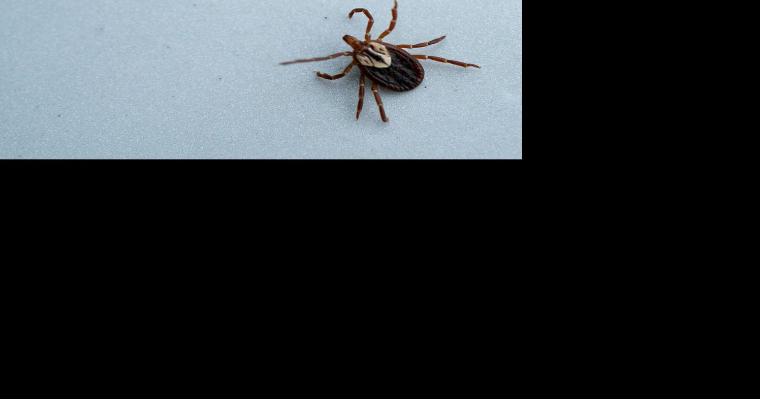 Tick season is worse this year. How to stay safe