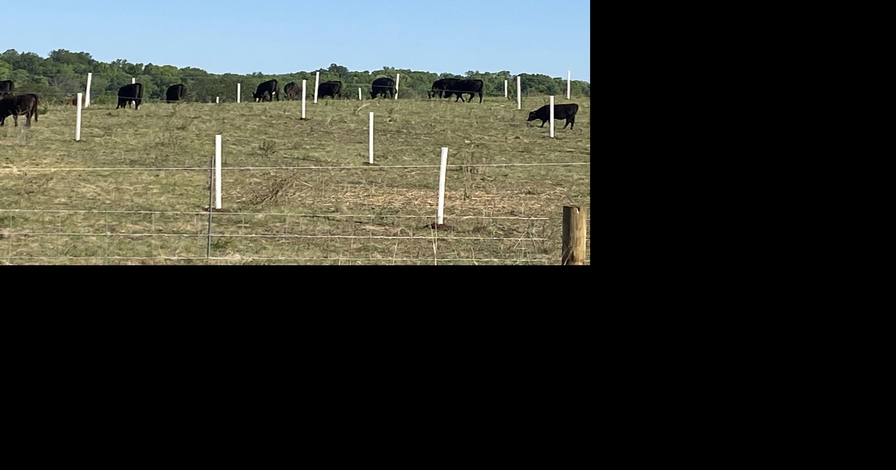 Virginia Market News Service Ag Brief for May 15, 2026