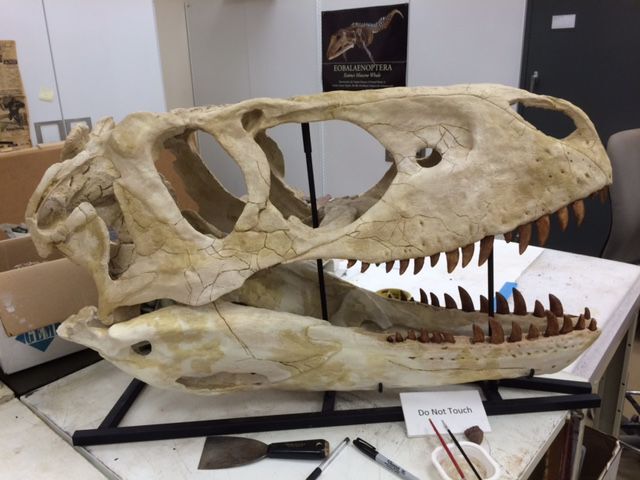 YOUNG LIFE: Travel through time with fossils at Stratford Hall