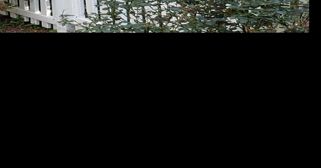 LILLY: Speaking of gates...