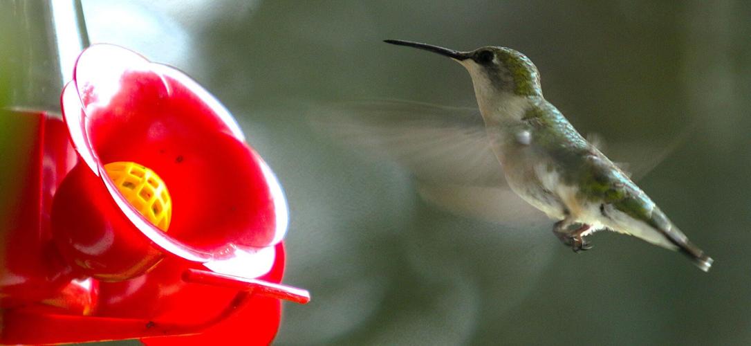 Study: Bird populations are shrinking faster in ag hotspots