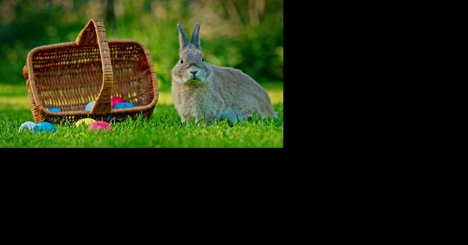 Another Big Weekend For Easter Egg Hunts Across Starved Rock Area | 103 ...