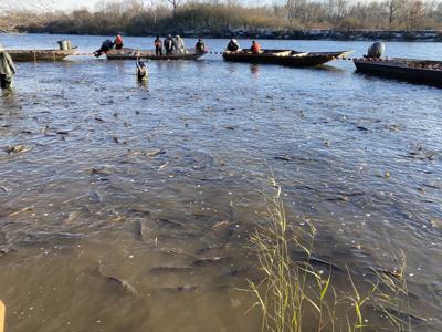 "Record-Breaking" Carp Removal Takes Place In The Illinois Valley | 103 ...
