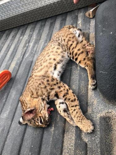 bobcat found