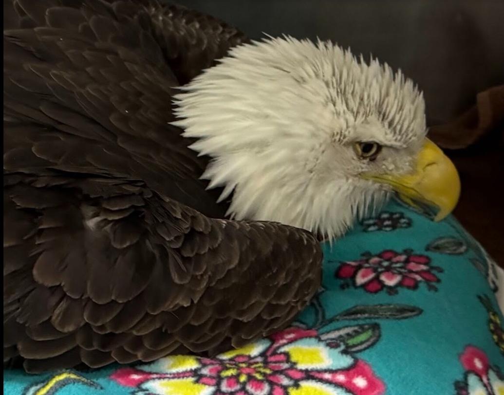 Injured Bald Eagle Found At Starved Rock Dies From Injuries | 103.9 ...