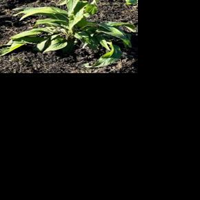 Rotary Clubs Begin Planting Pollinator Parks at Rotary Park in La Salle ...