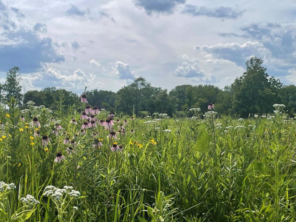 New Exhibit Planned To Showcase Habitats Unique To Starved Rock Region ...