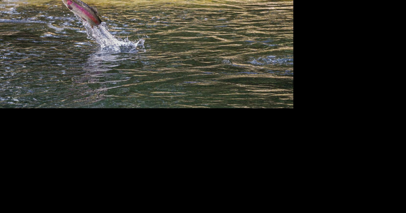 Fall Trout Season Starts Oct. 18 | 103.9 WLPO | starvedrock.media