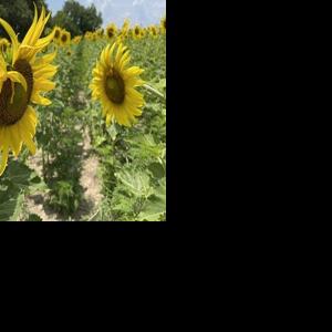 Famous Sunflower Field Blooming At Matthiessen State Park | 103.9 WLPO ...