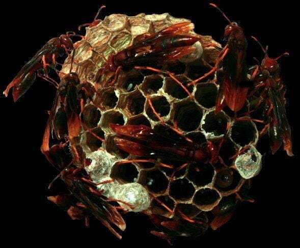 Study finds worker wasps keep colony running while others fight for ...