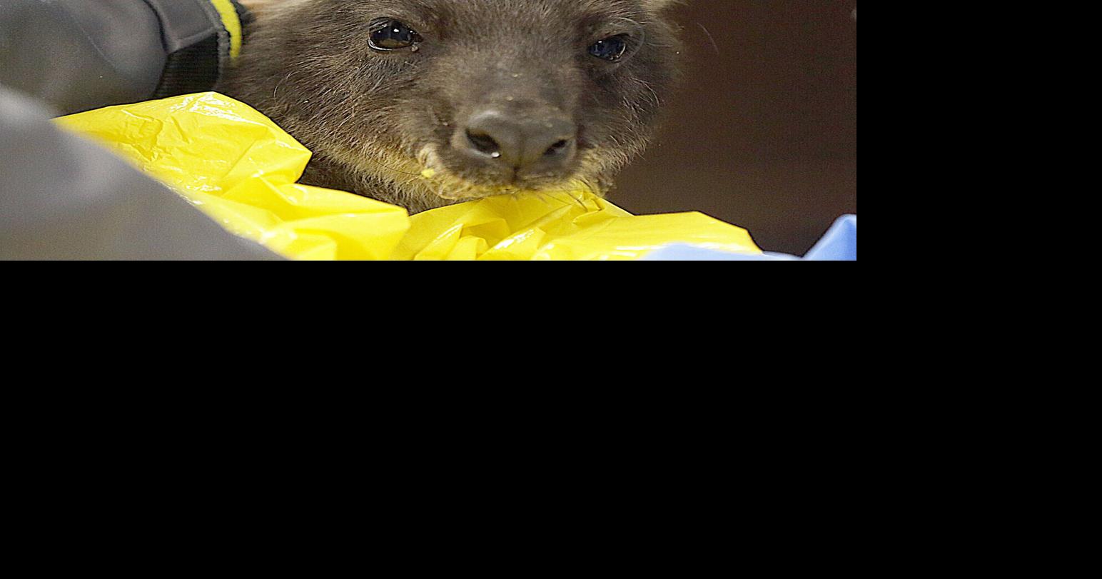 Kangaroo-type Animal Captured After Running Loose in Peru | 103.9 WLPO ...