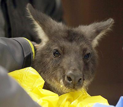 Kangaroo-type Animal Captured After Running Loose in Peru | 103.9 WLPO ...