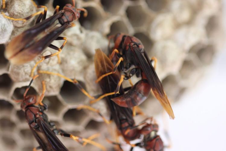 Study finds worker wasps keep colony running while others fight for ...