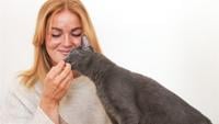 Why cat dental disease is often hidden until it’s advanced | Pets ...