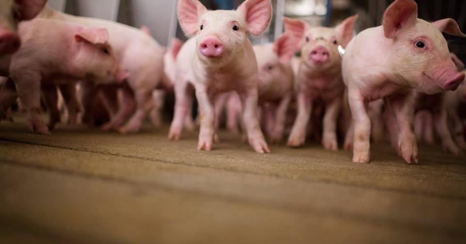 Ribbon Cutting Planned for Wenona Hog Farm | 103.9 WLPO | starvedrock.media