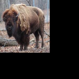 Buffalo Rock Loses Pebbles | 103.9 WLPO | starvedrock.media