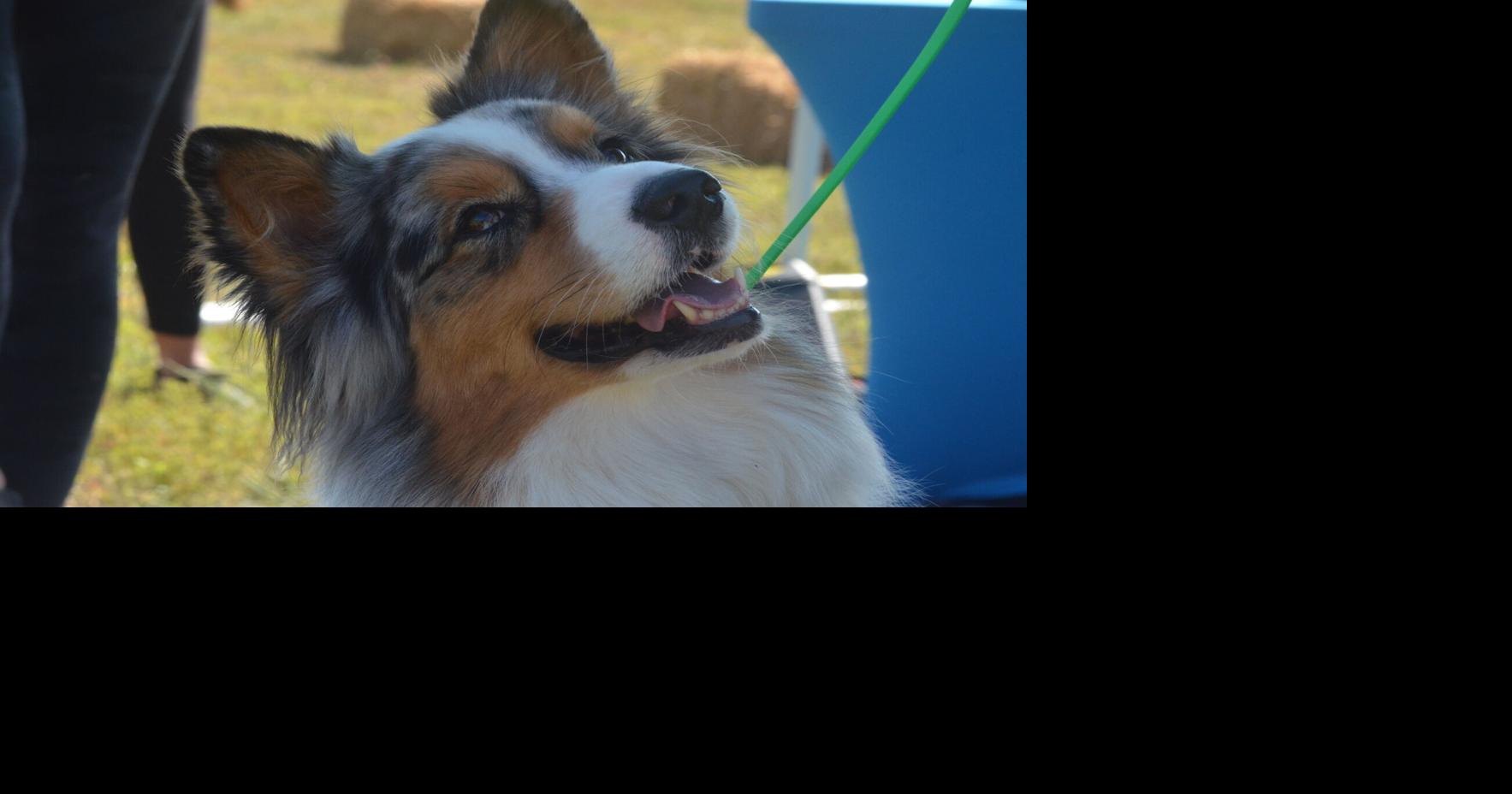 Low-cost vaccine clinic set at Statesville's Rescue Ranch