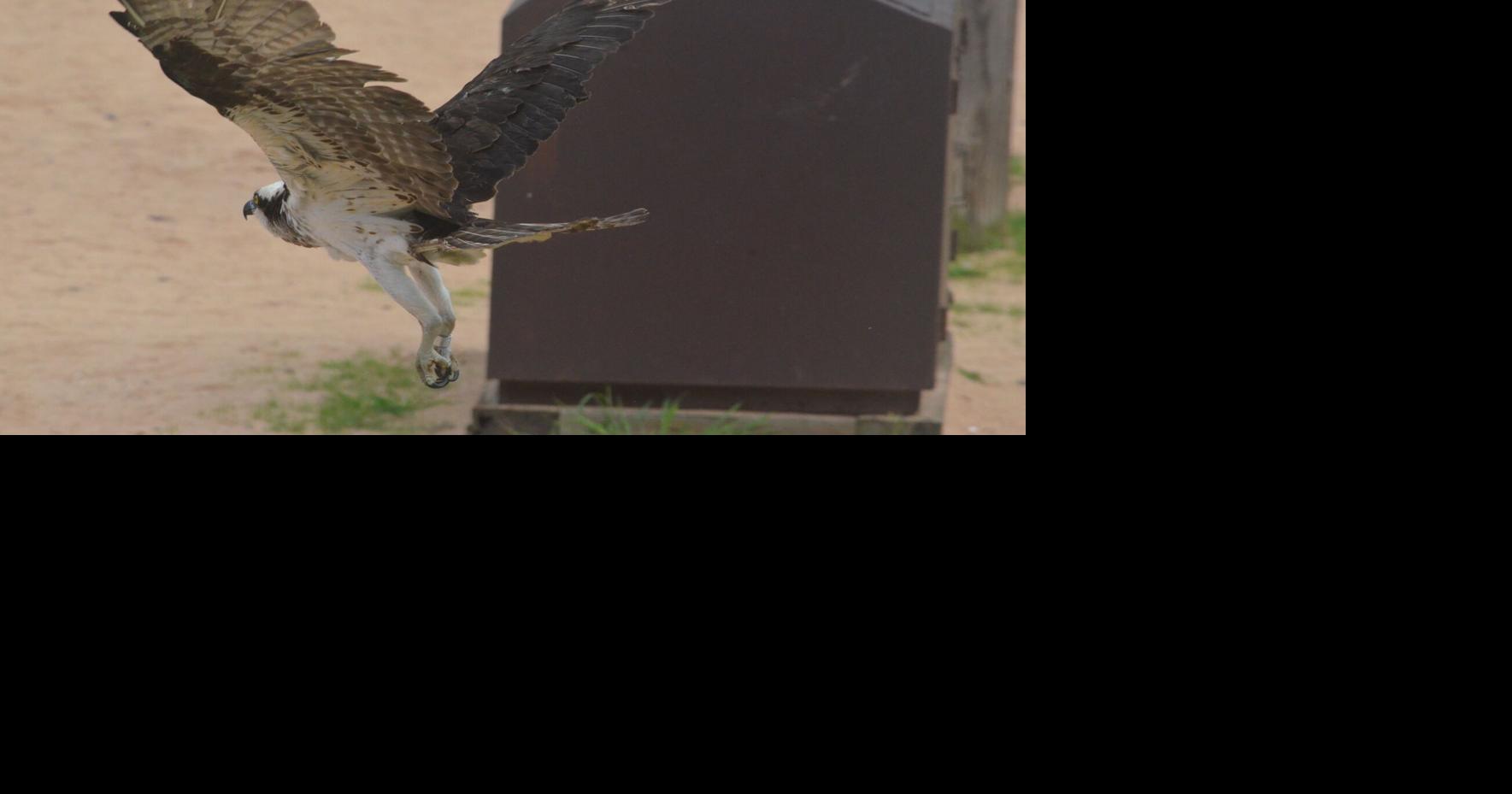 So long, and thanks for all the fish: Osprey released at Lake Norman