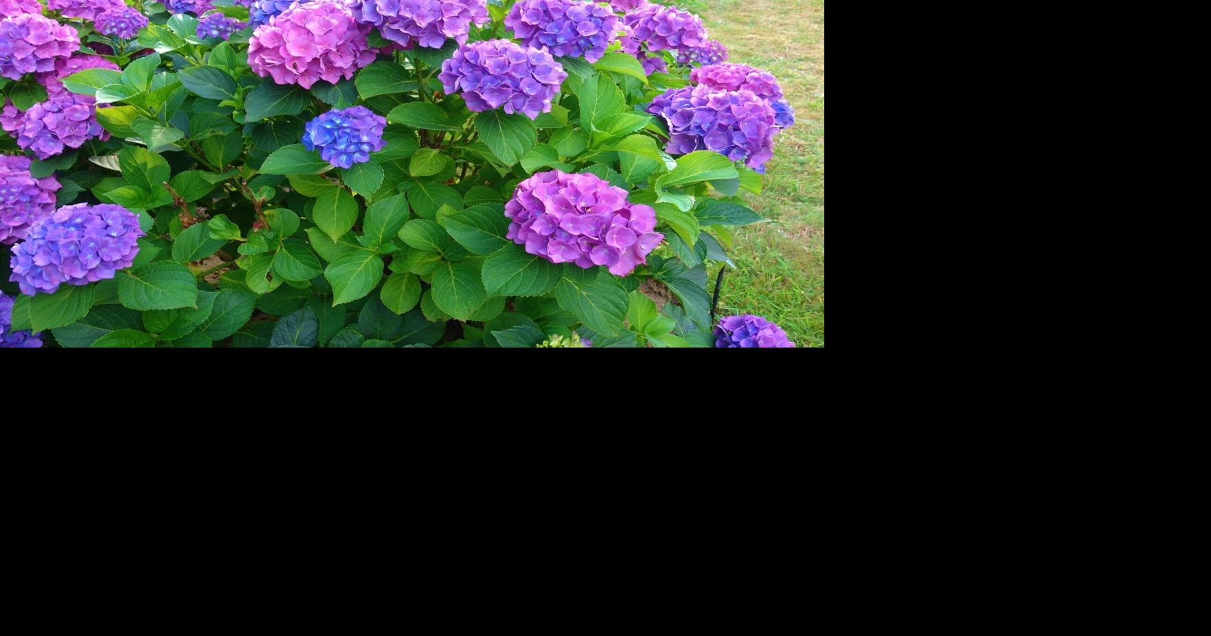 How to prune different types of hydrangeas