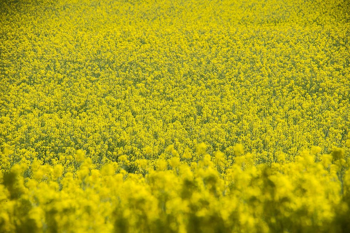 Canola Flowers in Bloom