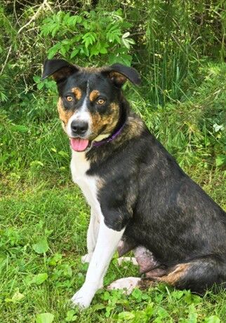 Adopt a family member from Iredell County NC Animal Services