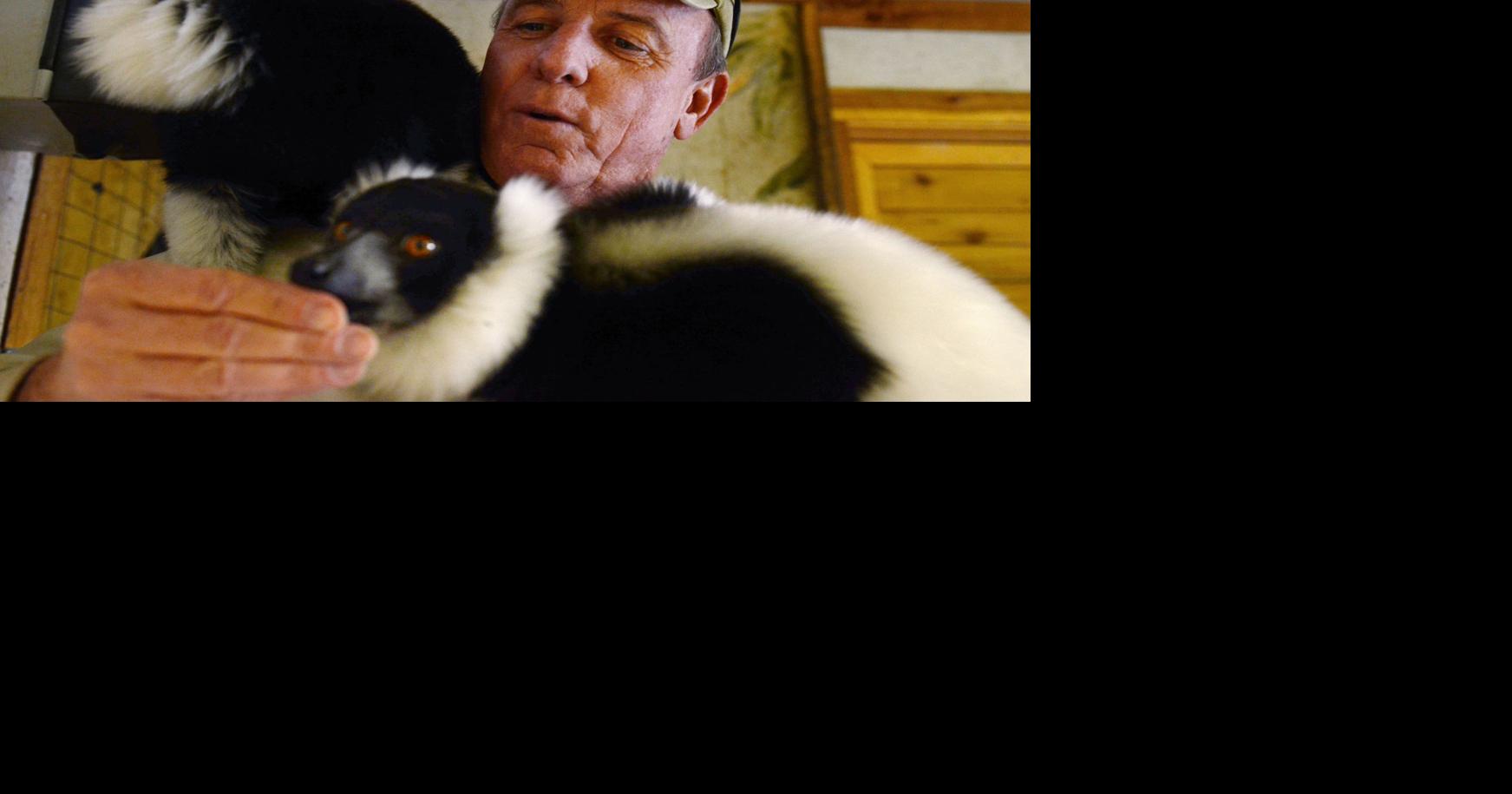Escaped Iredell County NC monkey hit by car, returned to park