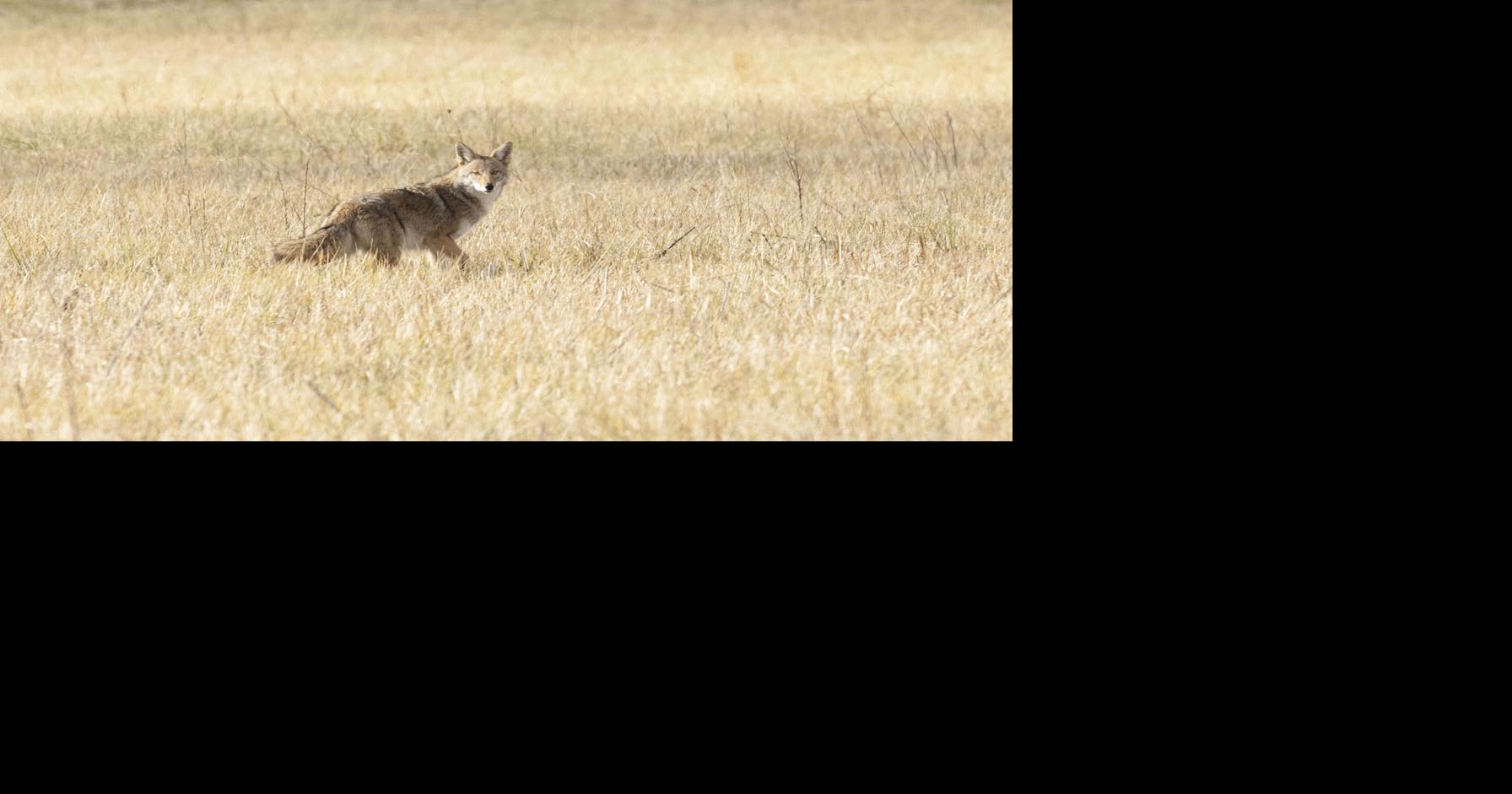 Growing coyote population creates more encounters with humans