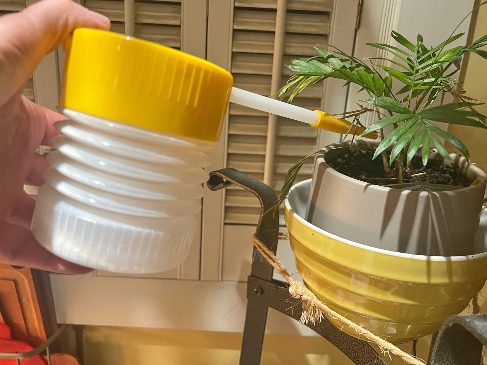 How to prevent pests in your houseplant