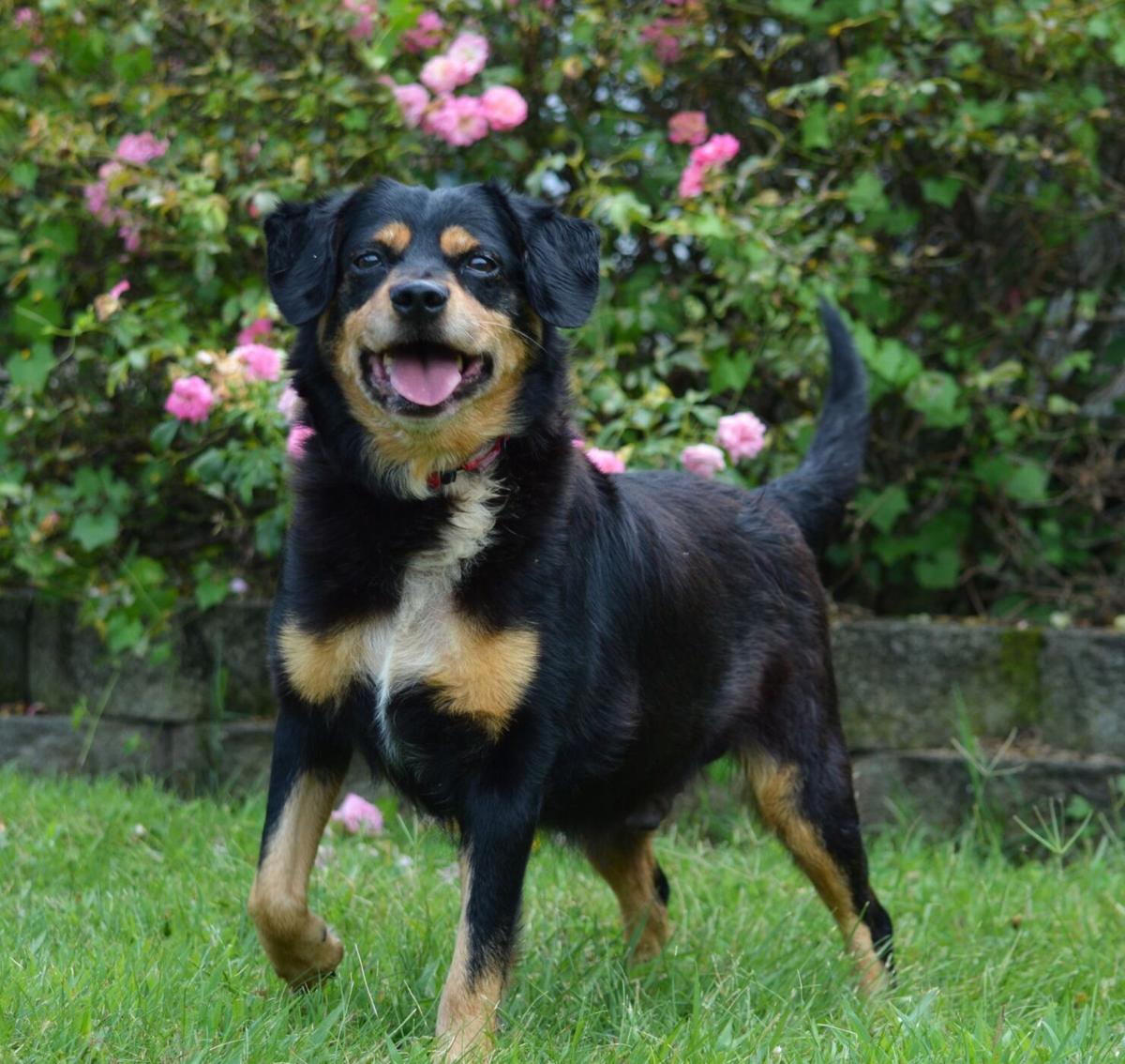 Dog from Iredell Animal Shelter gets second chance