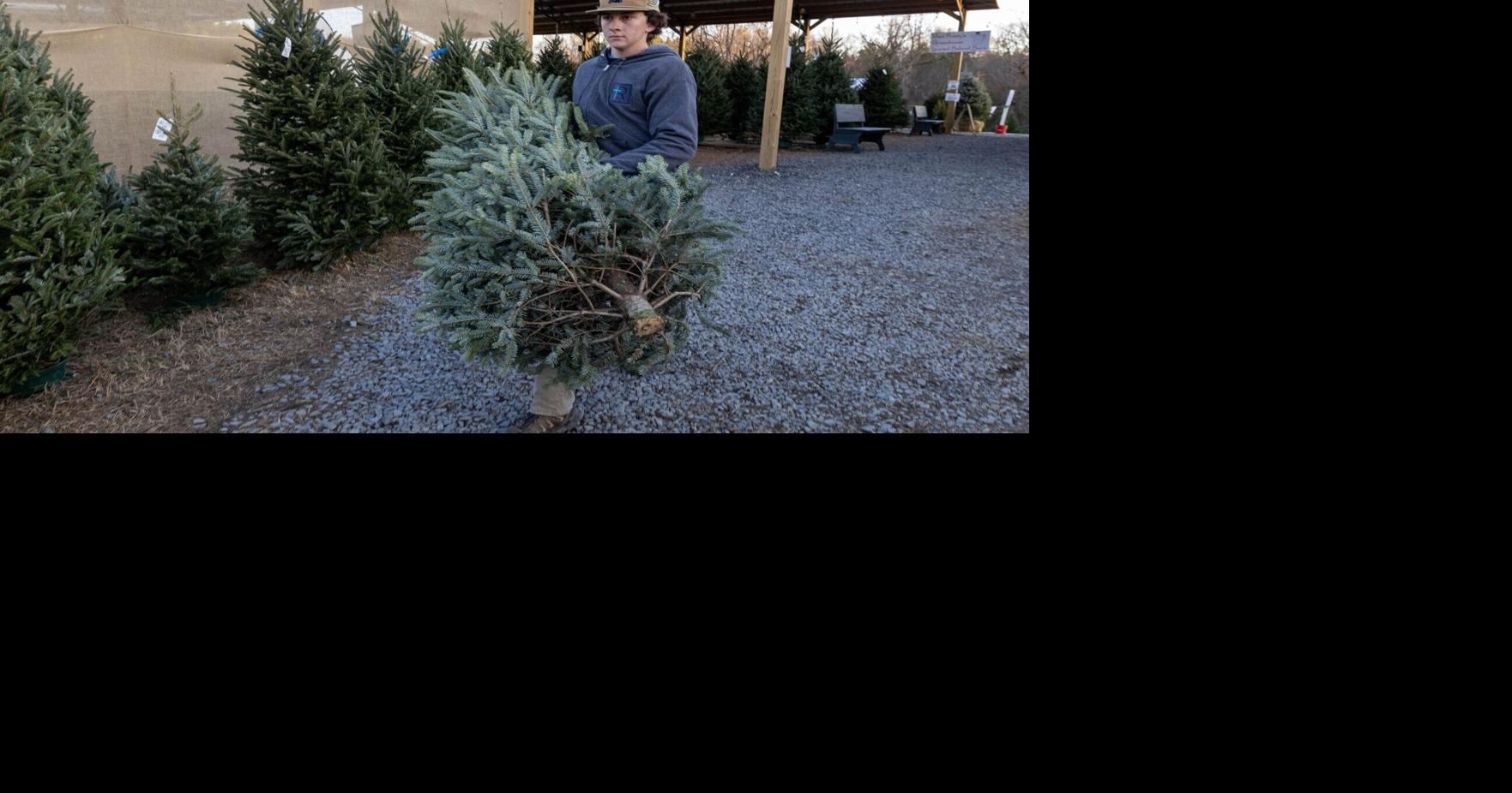 Hickory Creek Farm in Greensboro NC grows Christmas trees