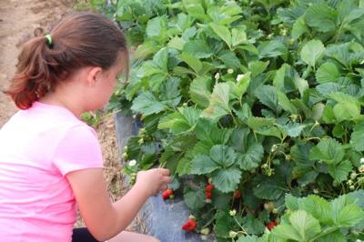 Late crop means several more weeks for strawberries