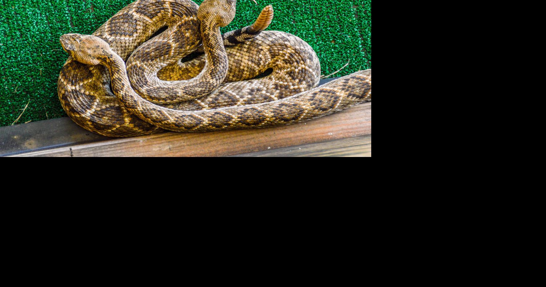 Rattlers return to race this weekend | Entertainment & Society ...