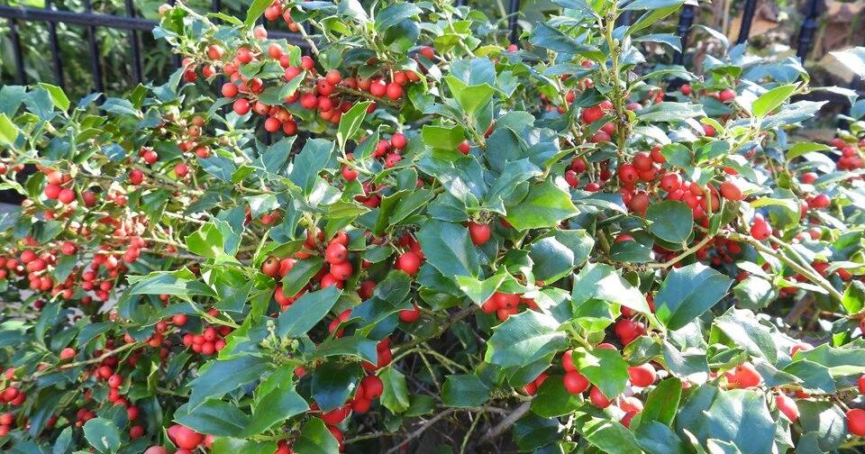 Trim hollies now, then use the boughs for decoration