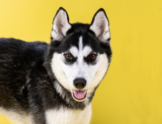 Meet our pets of the week: A Lab/pointer mix, a goat and a Siberian husky