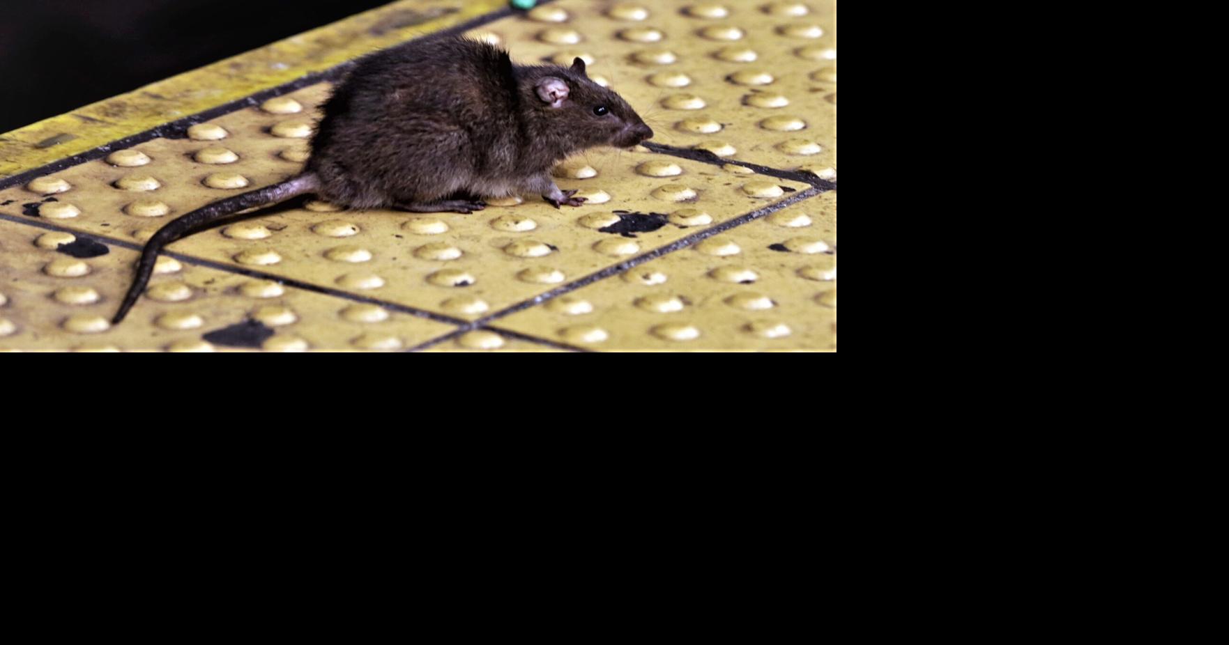 The coronavirus has infected New York City’s rats. Why that’s bad news ...