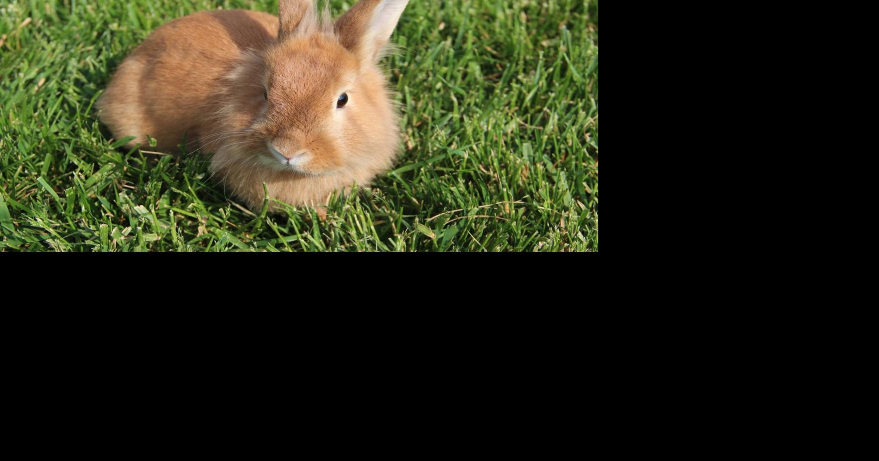 Pet of the Week: Scar, an 11-month-old rabbit