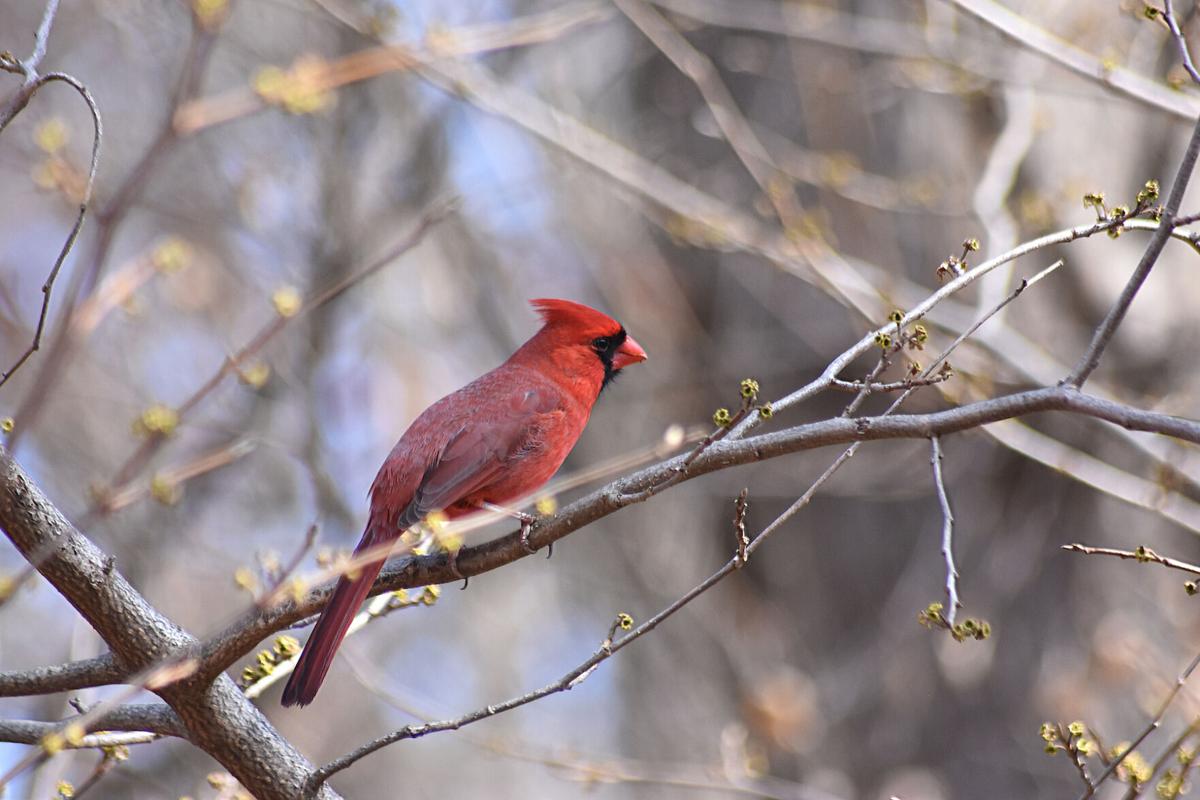 Plants for encouraging birds to visit your yard