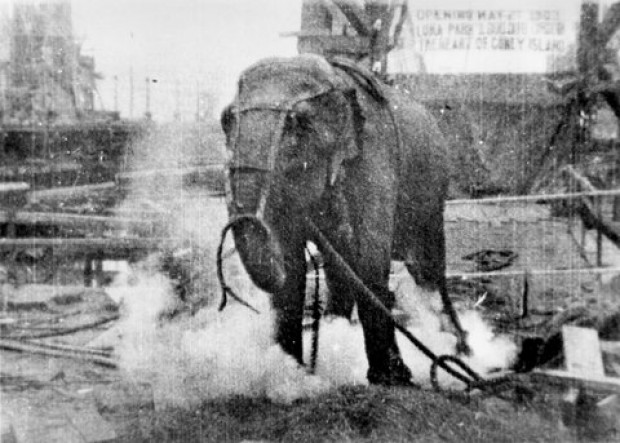 Elephant's tragic tale is the centerpiece of 'Topsy' : Entertainment