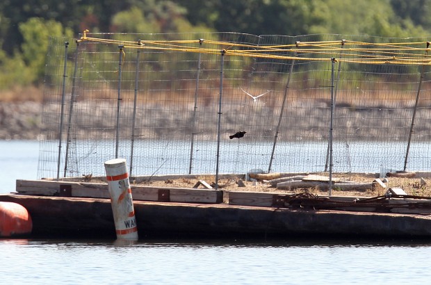 Biologists turn old barges into nesting area for endangered bird