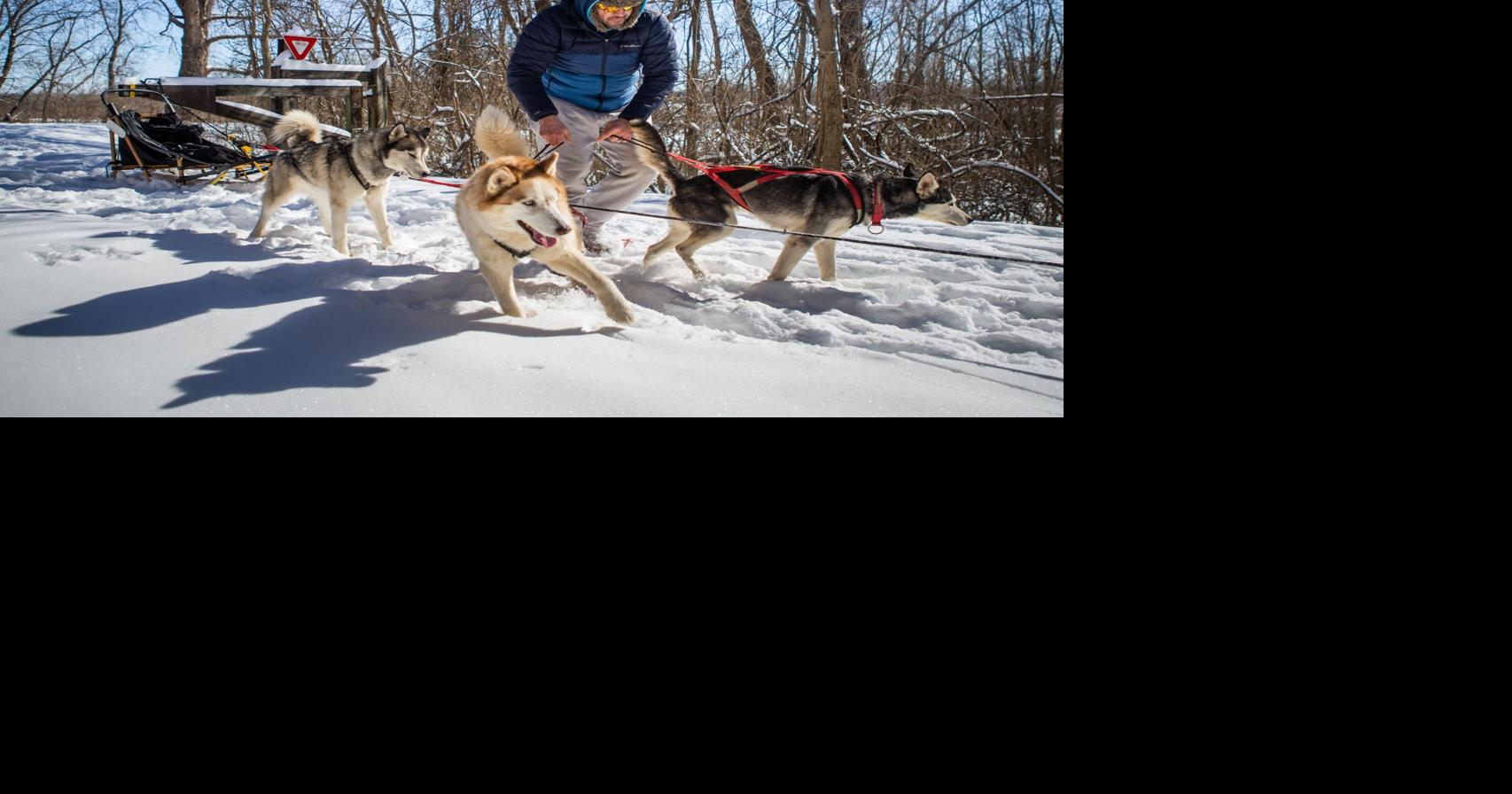 Photos: Sled dog team enjoys fresh snow