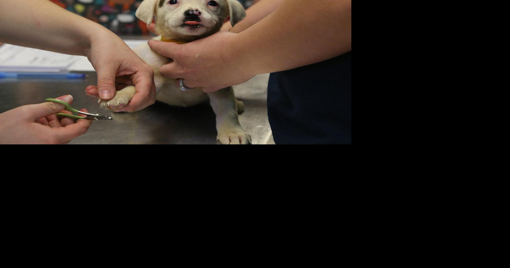 Photos: Humane Society workers in St. Louis give rescued dogs and cats ...
