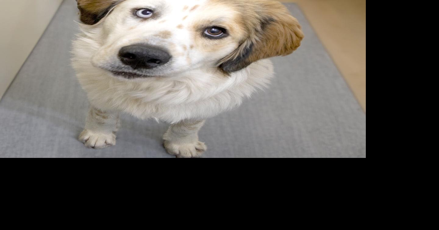 Humane Society of Missouri pets for adoption